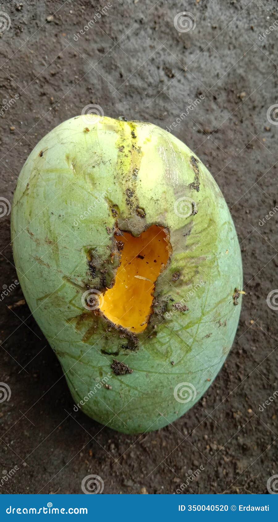 Ripe Mango with Bat Bite Marks Stock Photo - Image of mango, marks ...