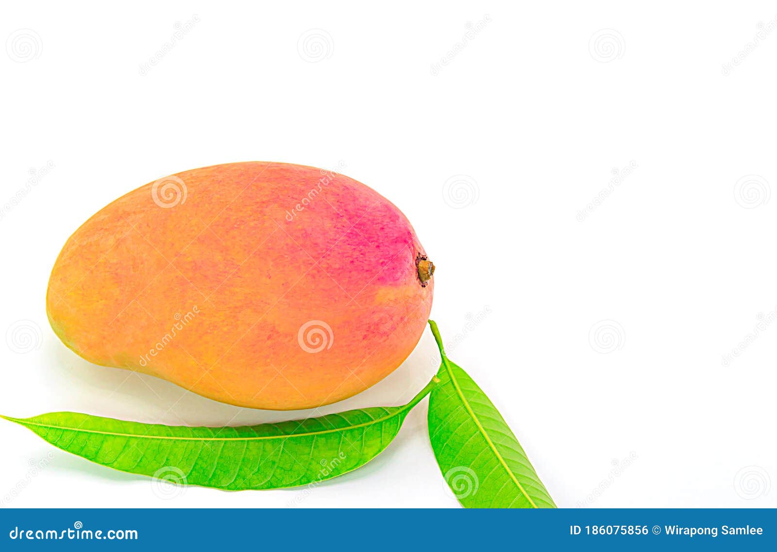 Ripe mango. close up stock photo. Image of food, sweet - 186075856