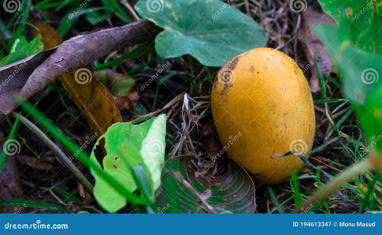 A Ripe Mango Falling from a Tree. Enhances the Beauty of Nature Stock ...
