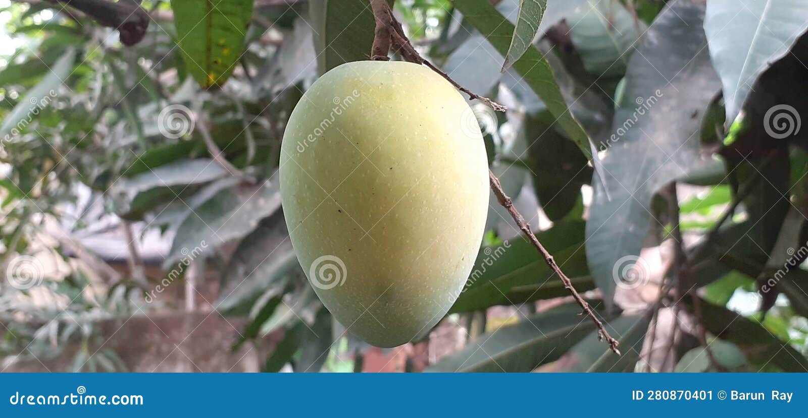 Ripe Mango Fruit Hanging on the Tree Stock Image - Image of fresh ...