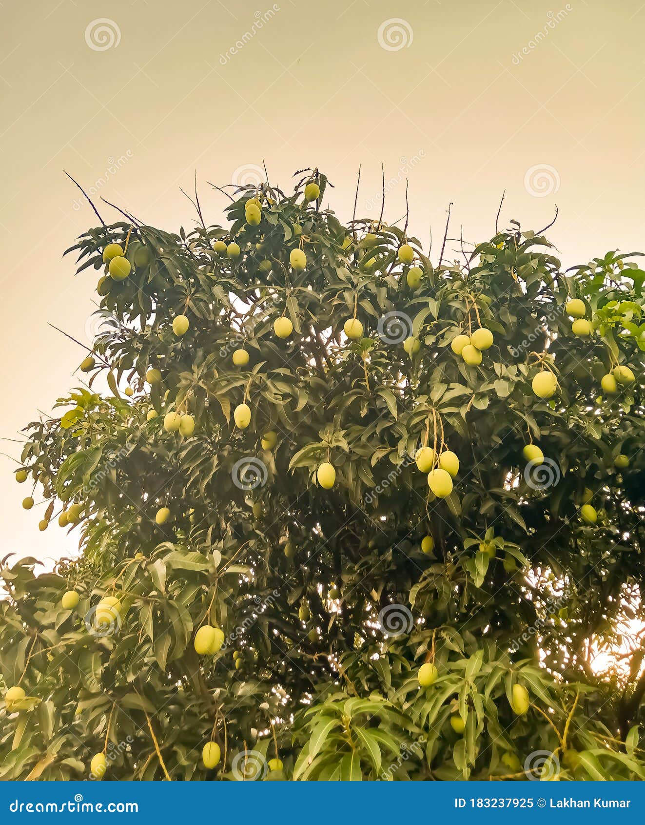 Ripe Mango Fruit Tree Photography in the Outdoor Stock Image - Image of ...