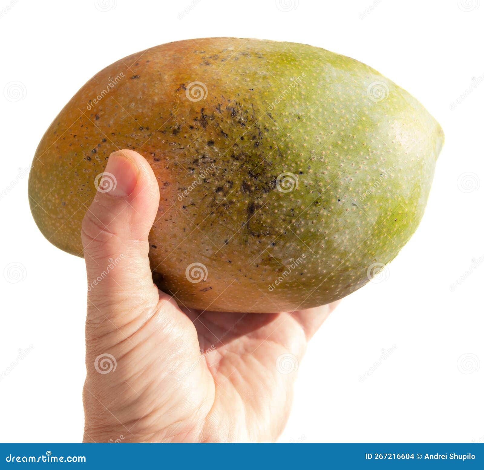 Ripe Mango in Hand on a White Background. Stock Photo - Image of ...