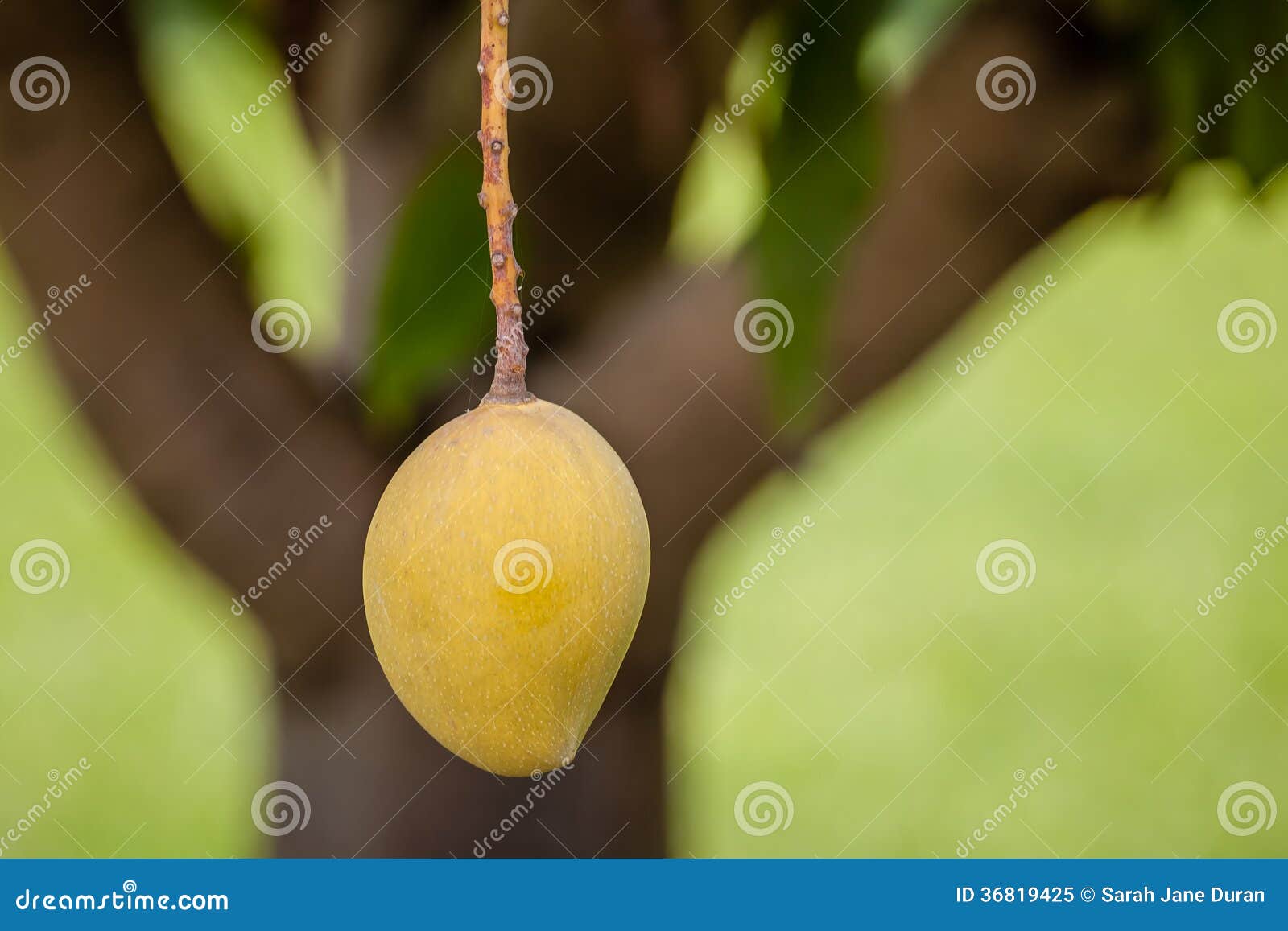 Ripe Mango Hanging from a Tree Stock Image - Image of mango, indica ...