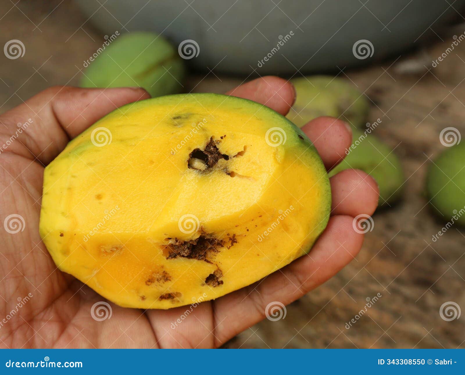 Ripe Mango or Kukini Fruit Spoiled by Worms in Someone S Hand Stock ...