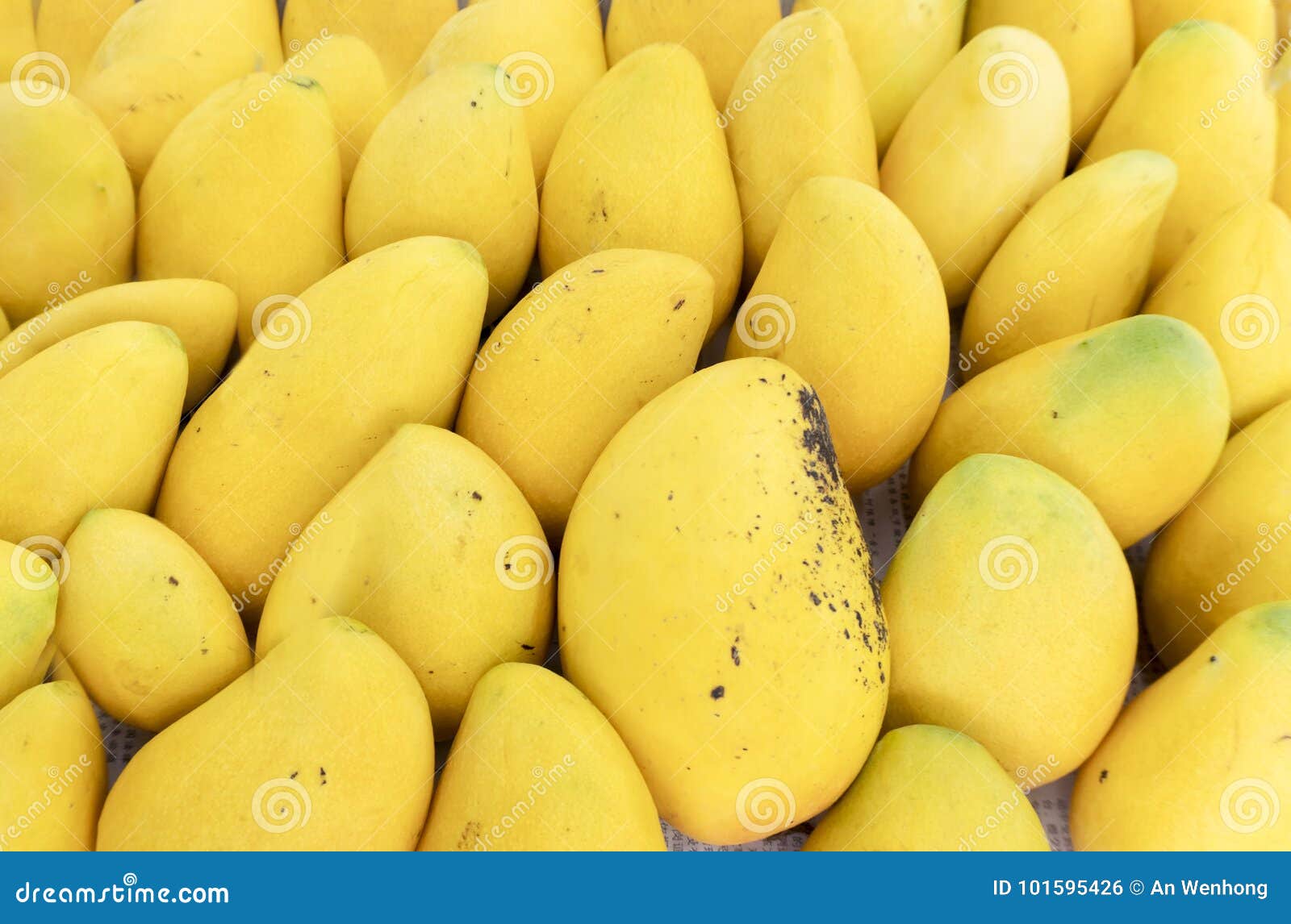 Ripe mango stock photo. Image of fresh, colorful, orange - 101595426