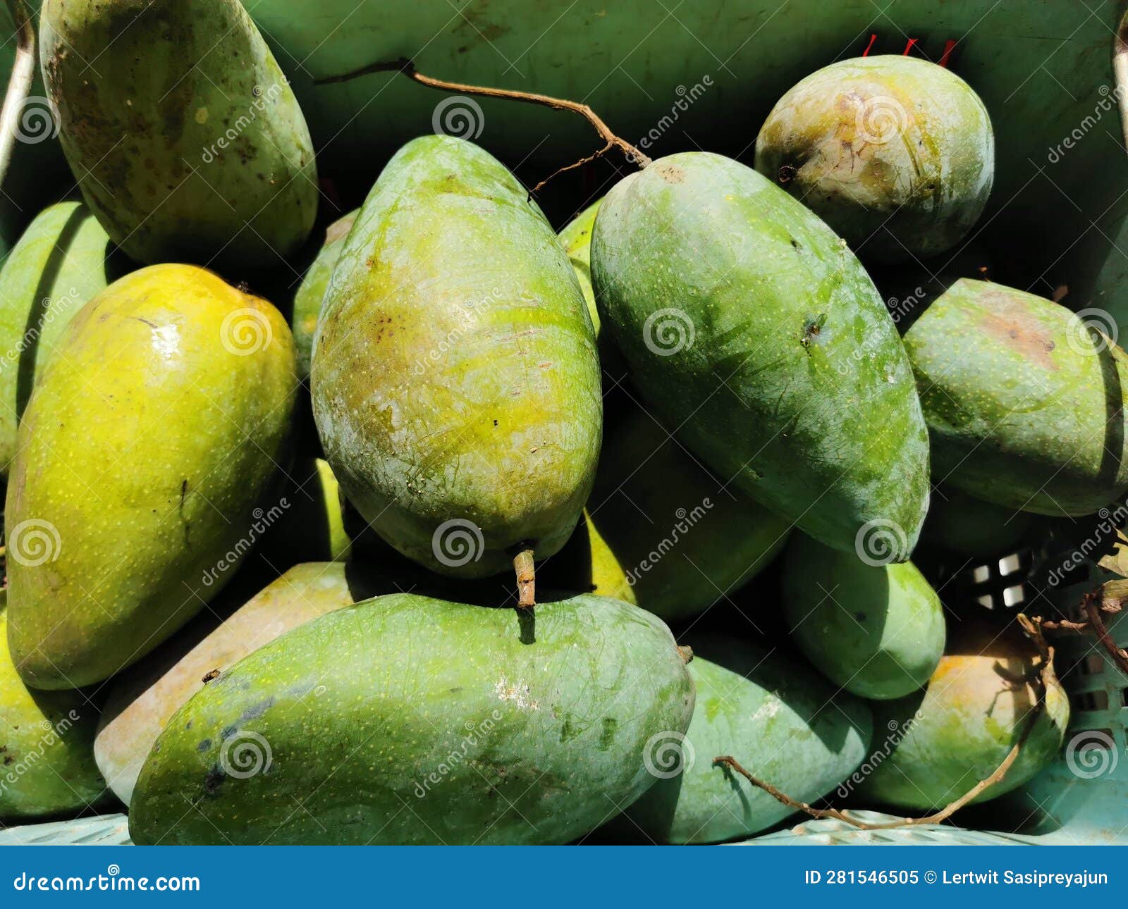 Ripe Mango Ready for Sale, Sign of Damage and Disease Stock Image ...