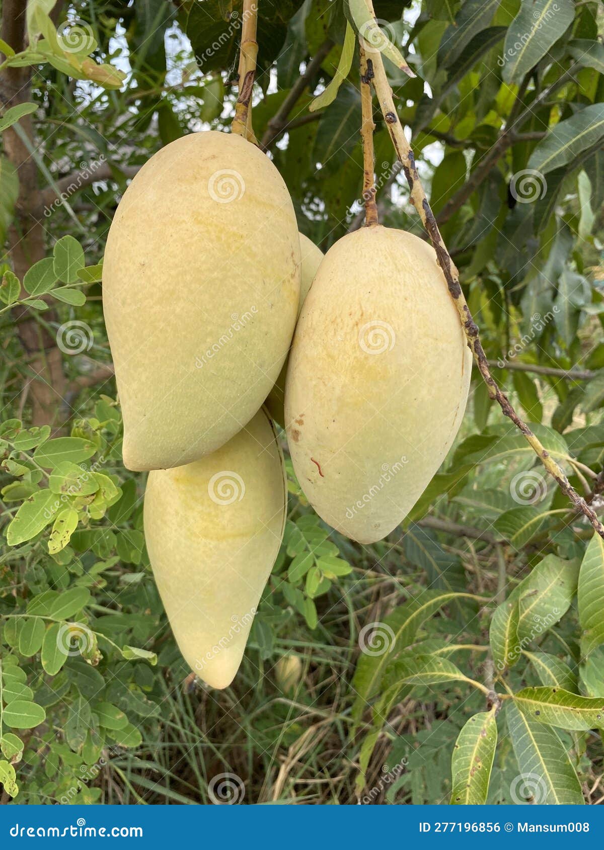 Ripe mango on a tree stock photo. Image of delicious - 277196856
