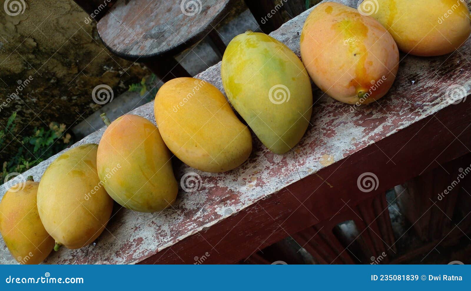 Ripe Mango. Yellow Mango is Placed on a Cement Bench Stock Image ...