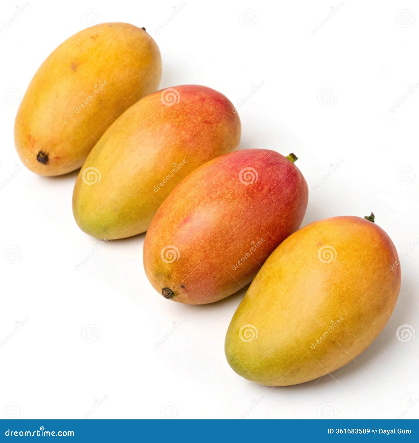 Ripe Mangoes Undergo Thorough Washing Process On Conveyor Belt In ...