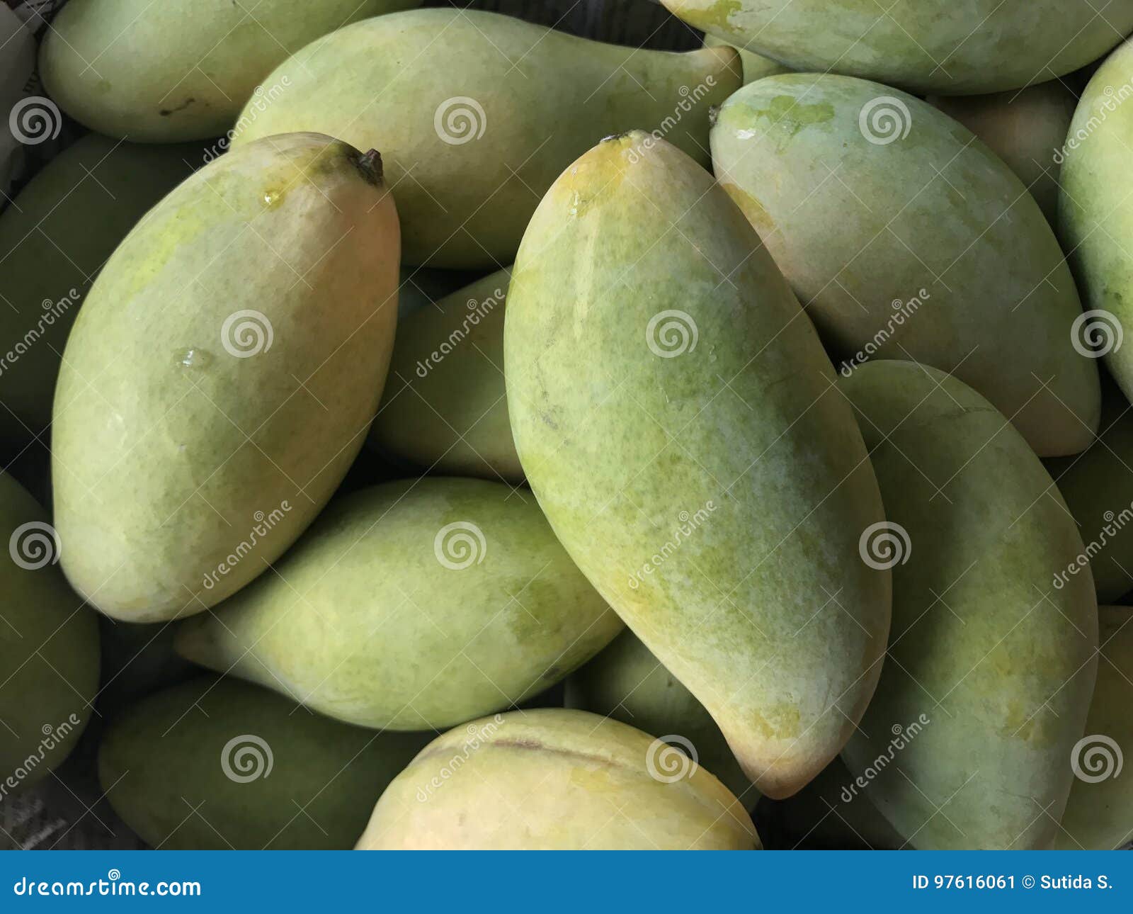 Ripe mangoes stock image. Image of nutrition, healthy - 97616061