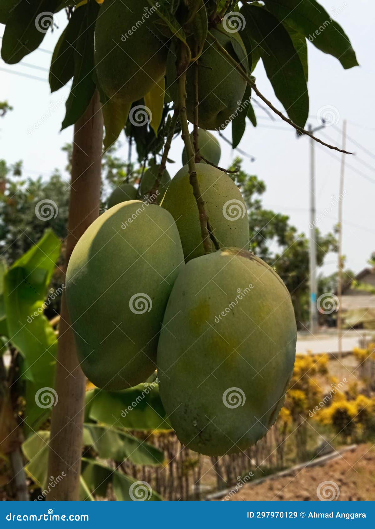 Ripe mangoes on the tree stock image. Image of mango - 297970129