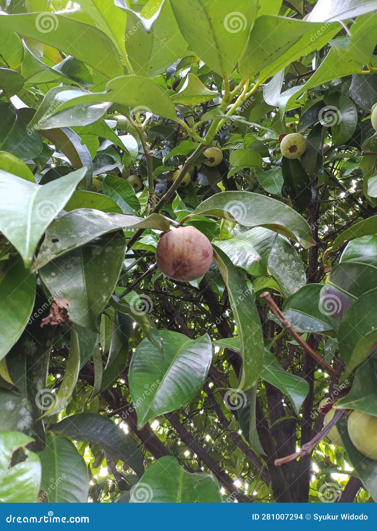 A Ripe Mangosteen on the Tree between the Unripe Ones Stock Photo ...