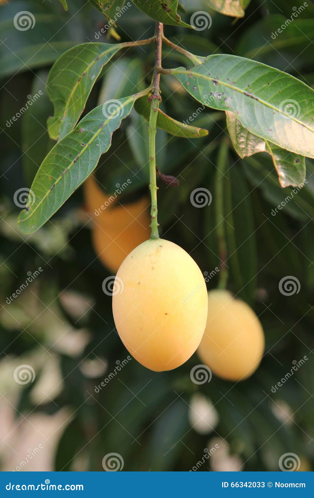 Ripe Marian plum stock image. Image of yellow, tropical - 66342033