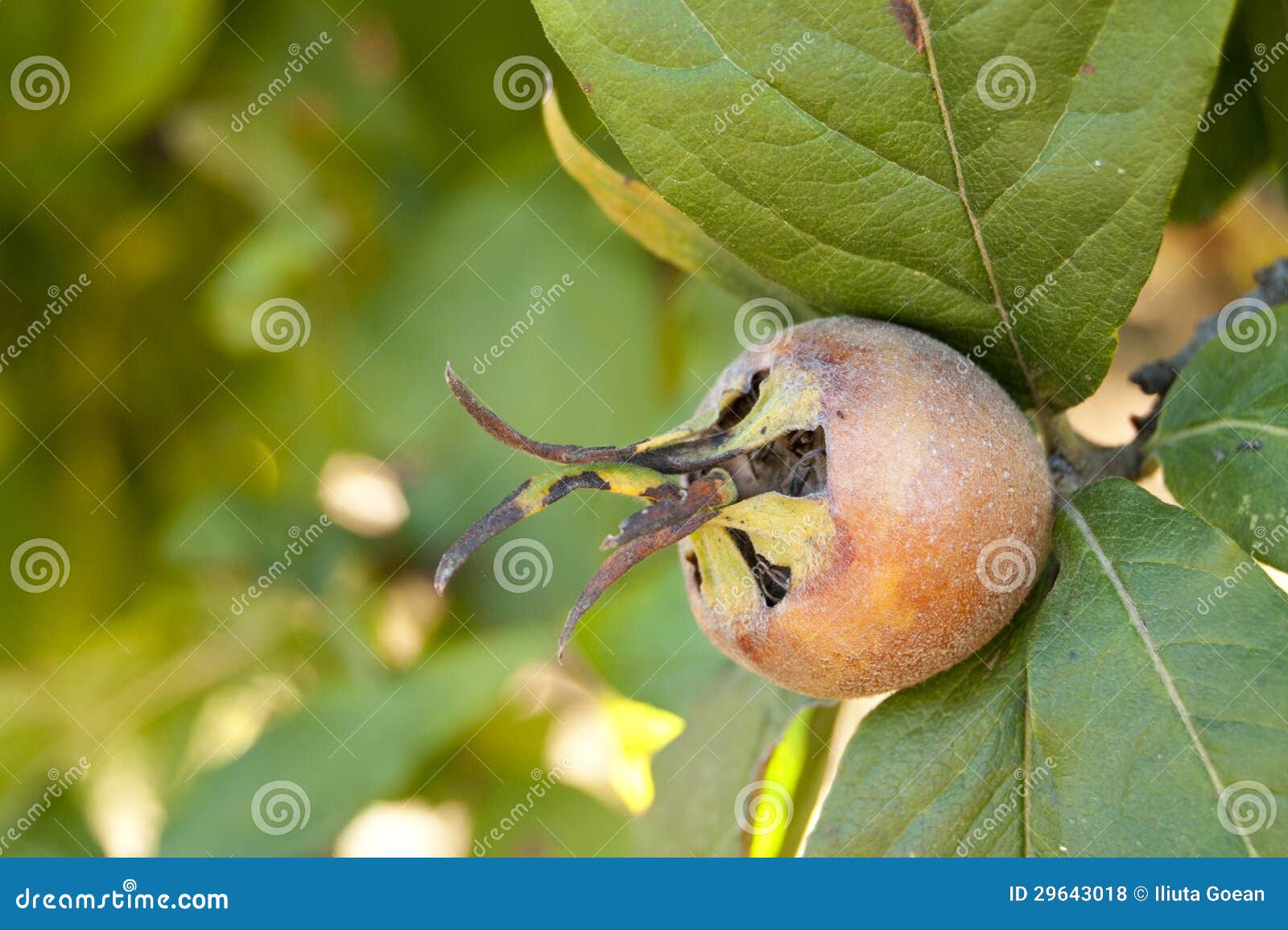 Ripe Medlar Fruit stock photo. Image of germanica, medlar - 29643018