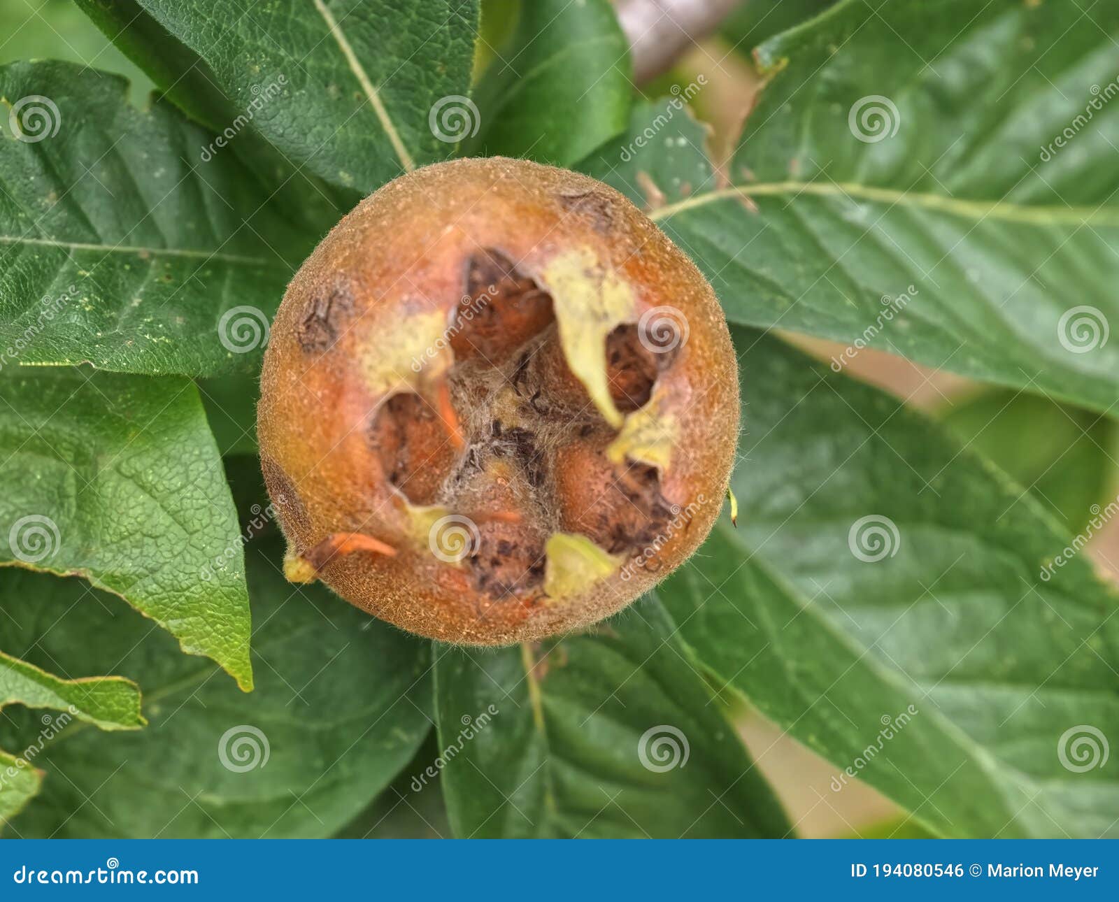 Ripe Medlar Fruit at a Medlar Tree Stock Photo - Image of brand, fall ...