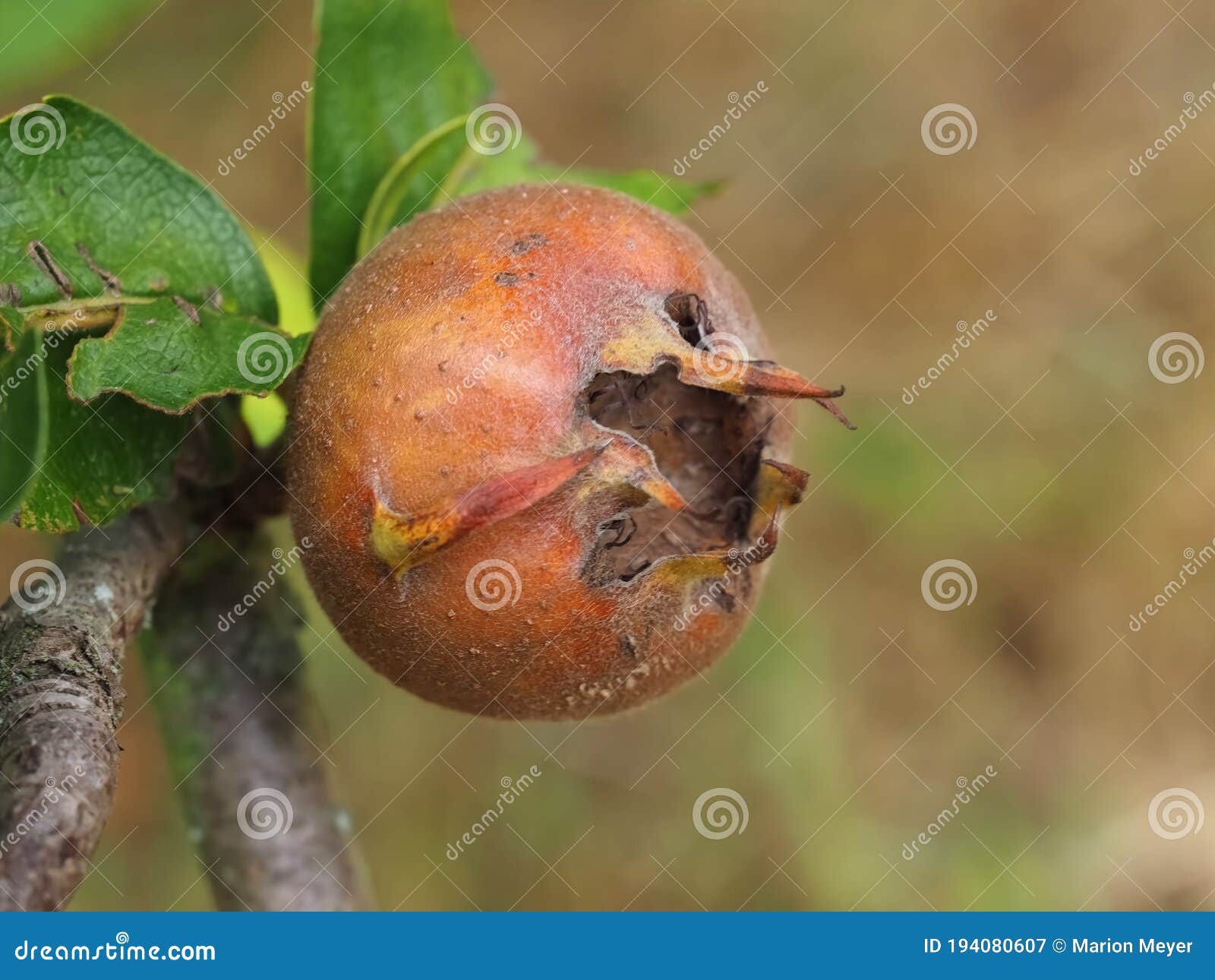 Ripe Medlar Fruit at a Medlar Tree Stock Image - Image of fall, autumn ...
