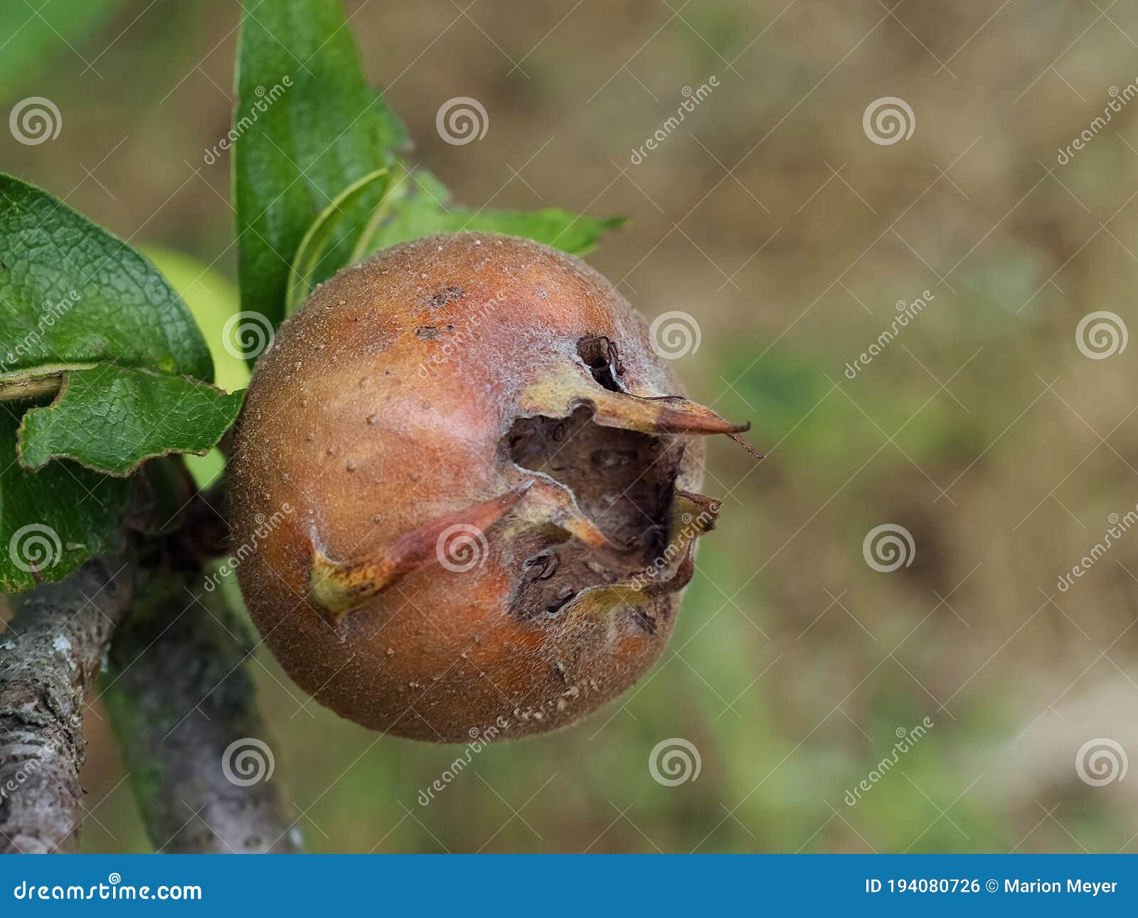 Ripe Medlar Fruit at a Medlar Tree Stock Photo - Image of german, grow ...