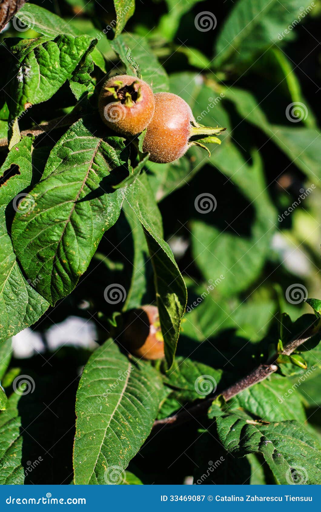Ripe medlar fruits stock image. Image of special, medlar - 33469087