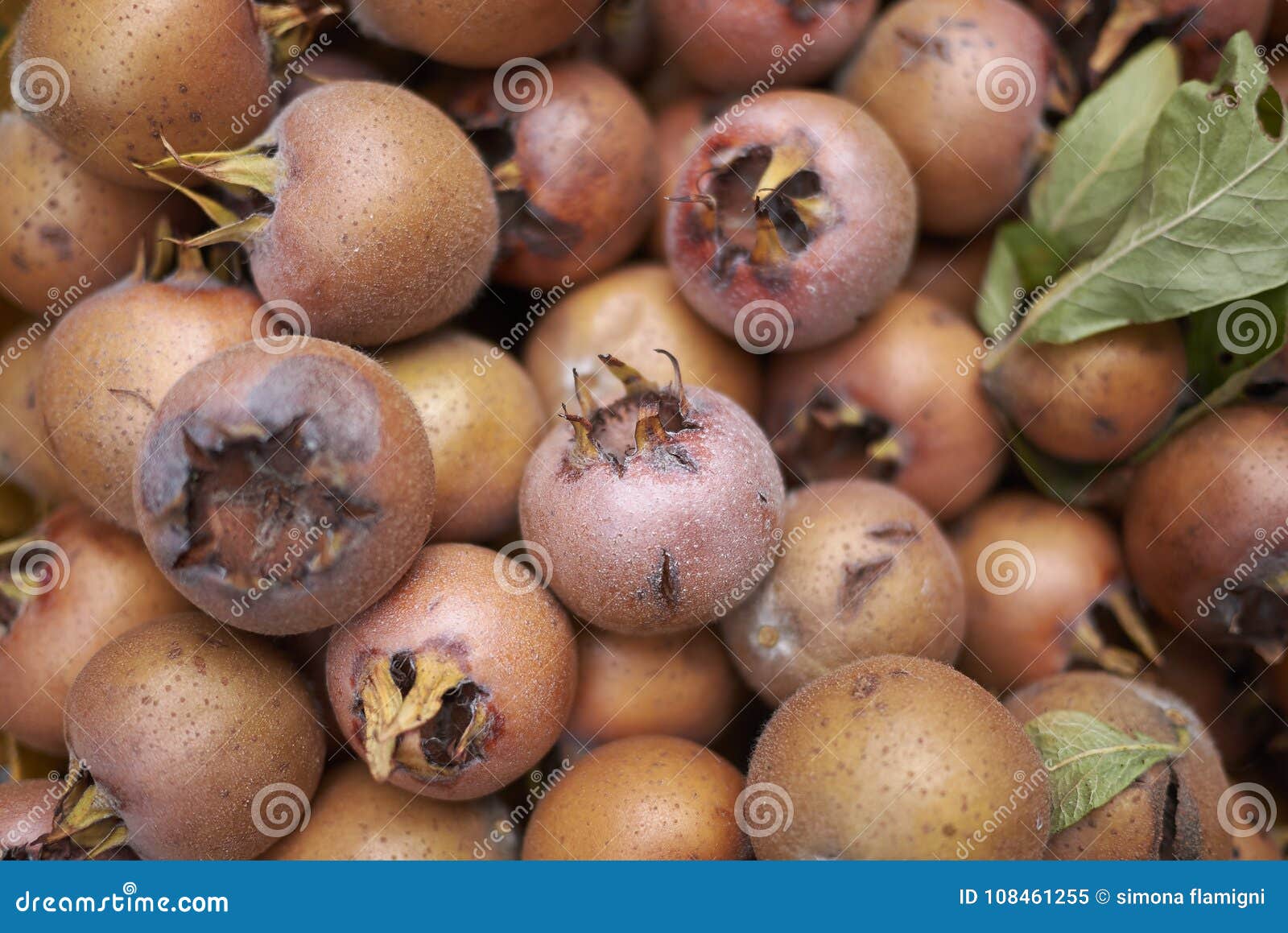 Ripe medlars closeup stock image. Image of lunch, food - 108461255