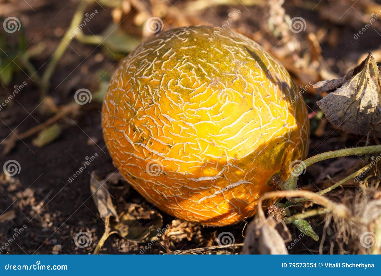 Ripe melon in the garden stock photo. Image of organic - 79573554