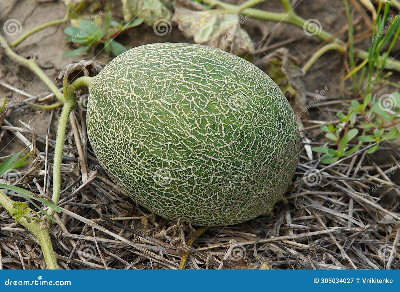Ripe Melon on the Vegetable Bed Stock Image - Image of summer, garden ...