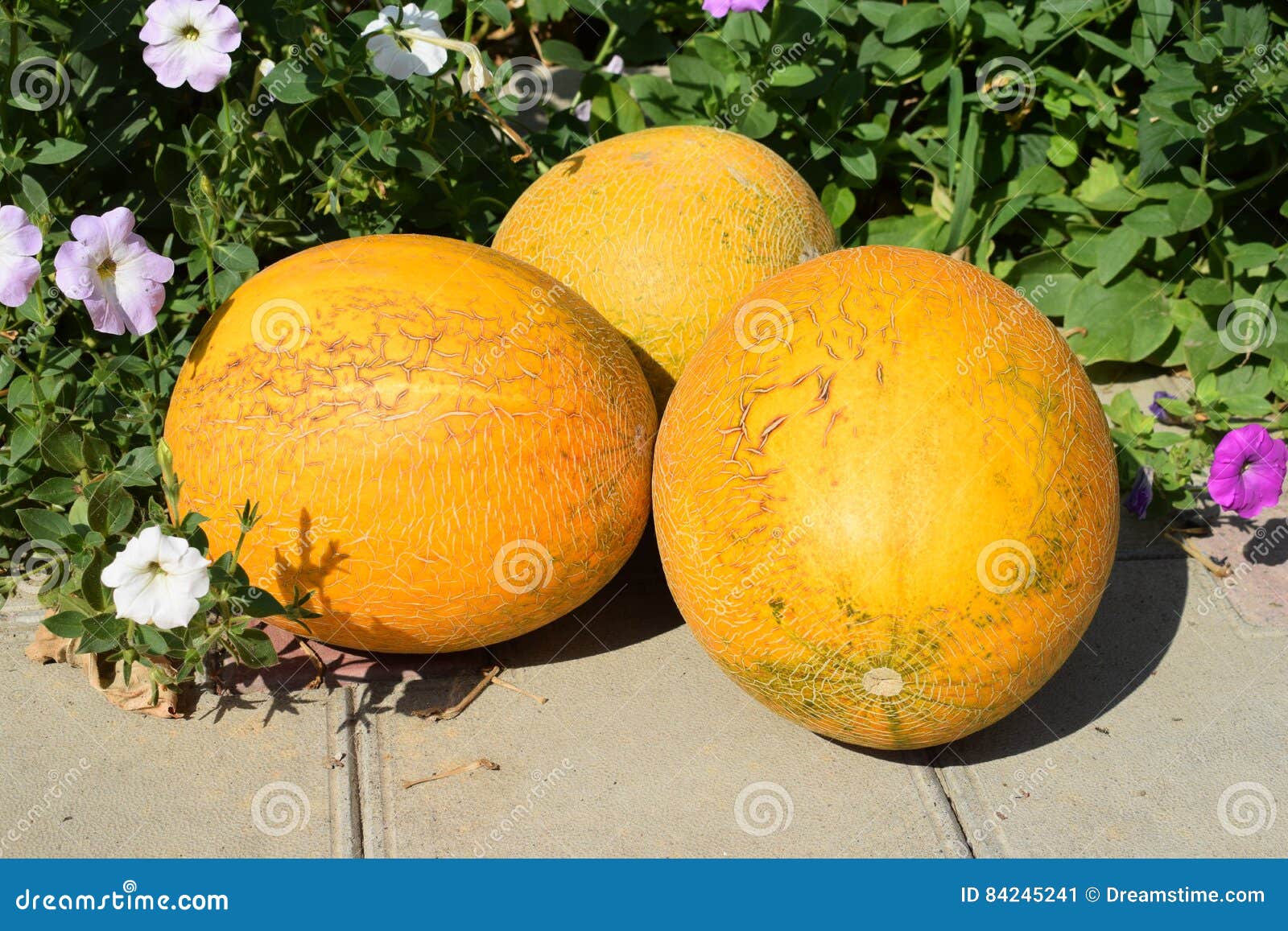 Ripe melon stock image. Image of fruit, orange, summer - 84245241