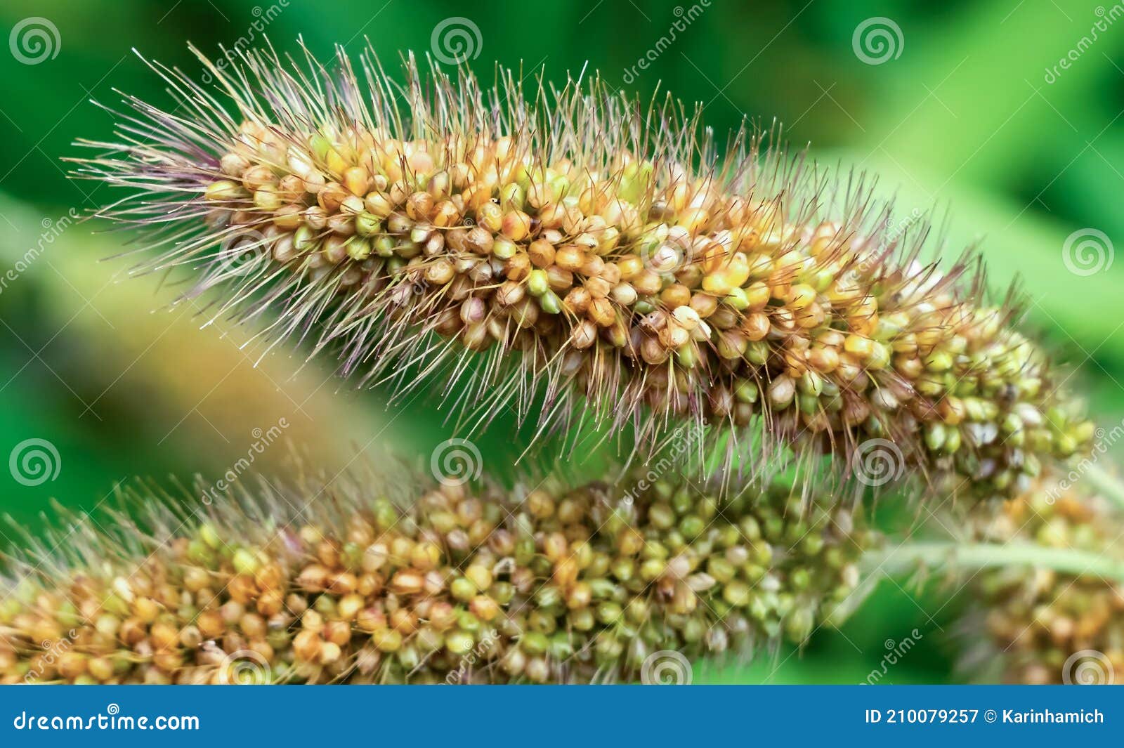 Ripe Millet Crops in the Fields in Autumn Stock Image - Image of leaf ...