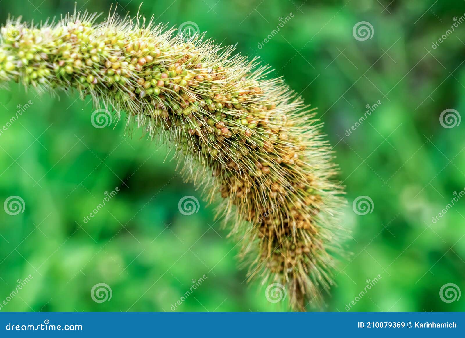 Ripe Millet Crops in the Fields in Autumn Stock Image - Image of ...