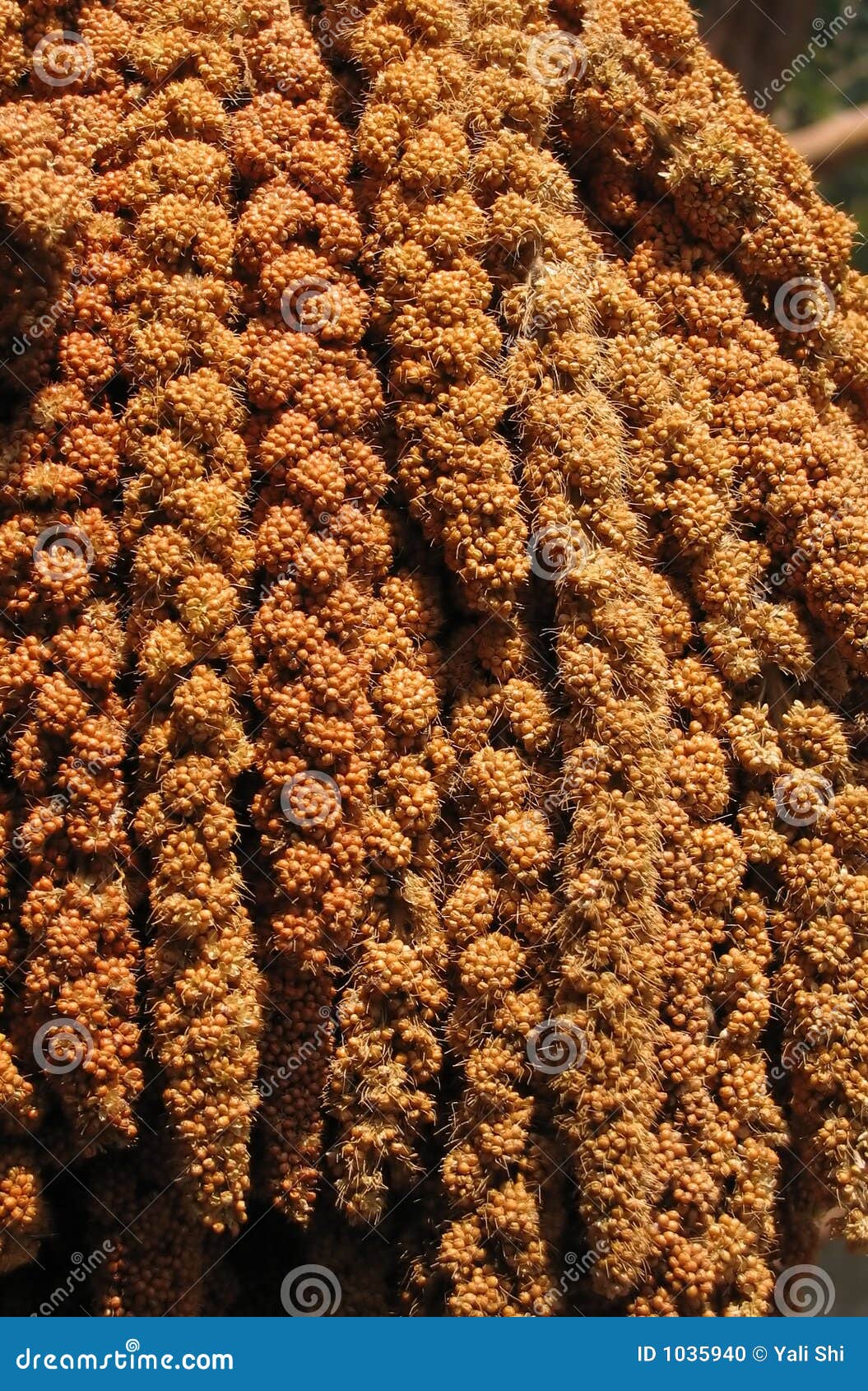 Ripe Millet Heads stock photo. Image of grain, seed, heads - 1035940