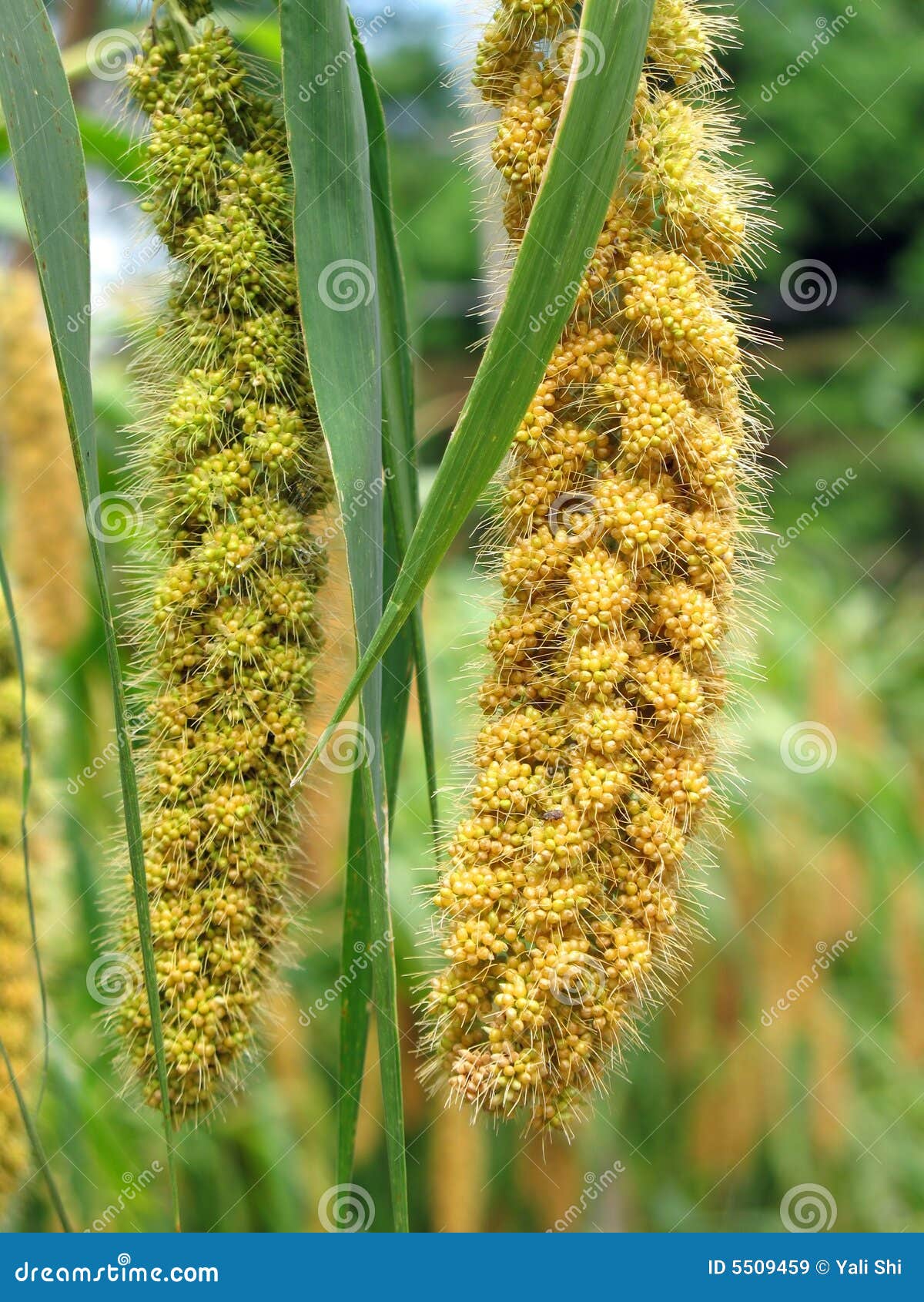 Ripe Millet Heads stock image. Image of harvest, vitamins - 5509459