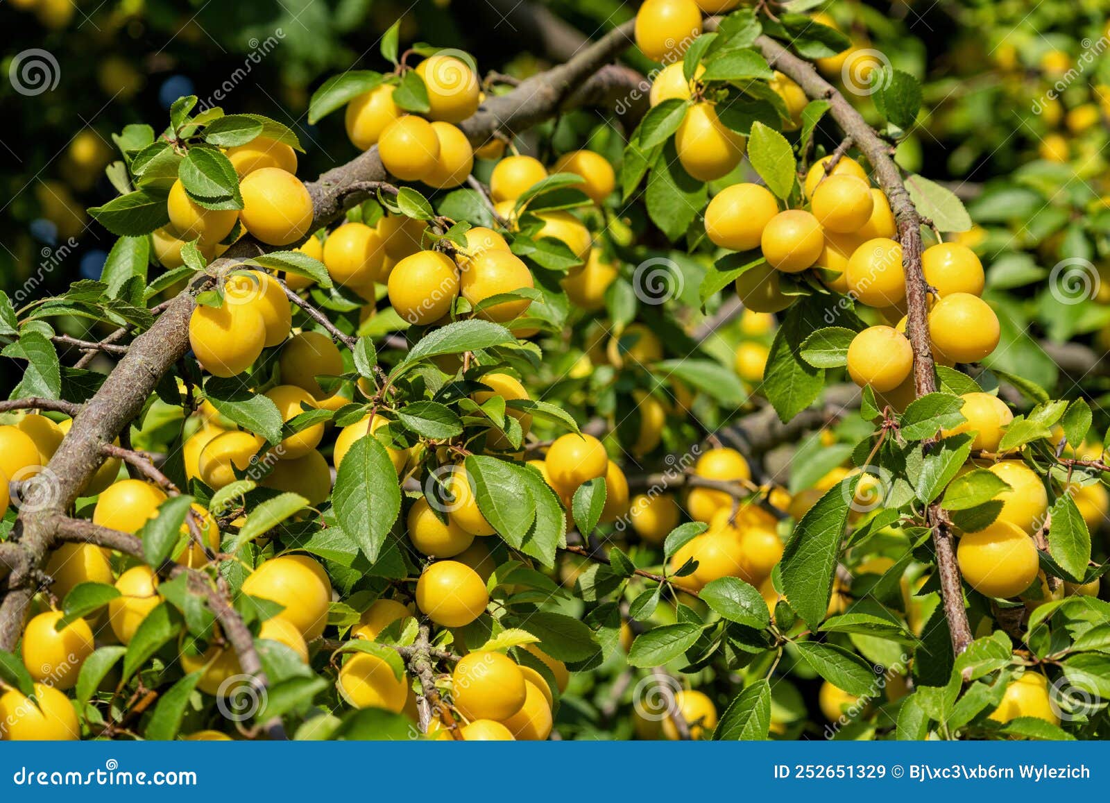 Mirabelle plums stock image. Image of garden, seasonal - 252651329