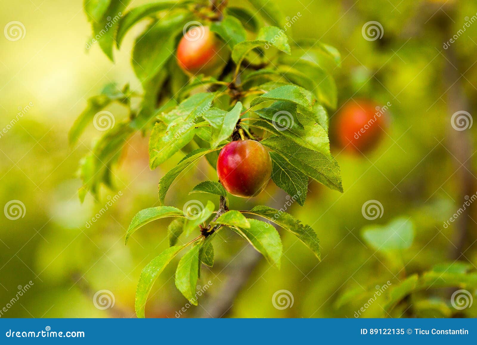 Almost ripe mirabelle tree stock image. Image of sunshine - 89122135