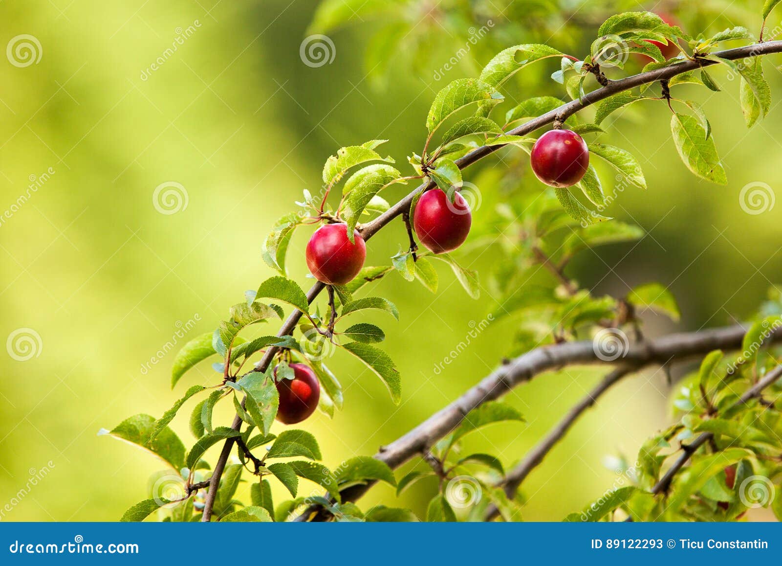 Almost ripe mirabelle tree stock image. Image of vegetables - 89122293