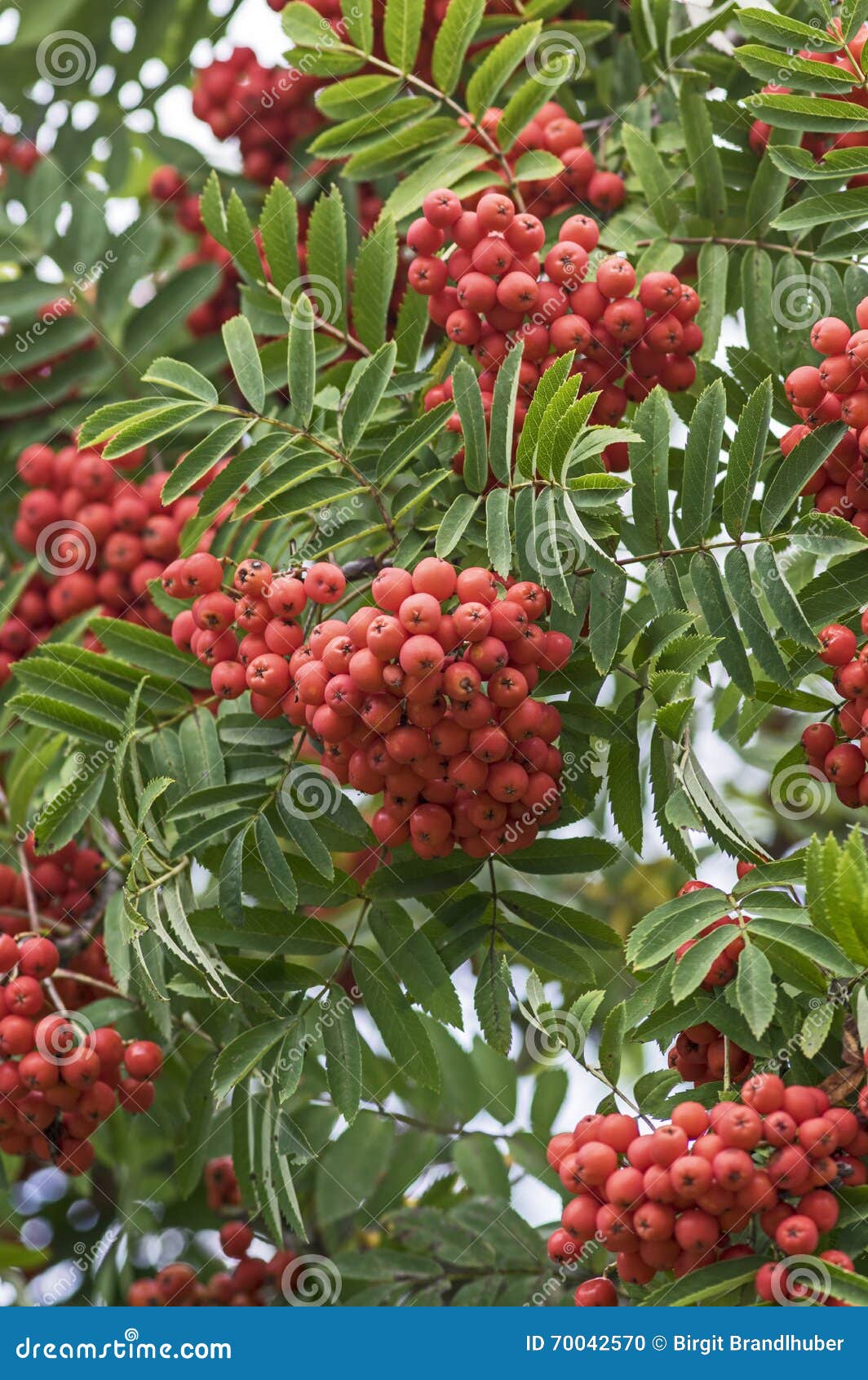 Ripe mountain ash berries stock photo. Image of colorful - 70042570