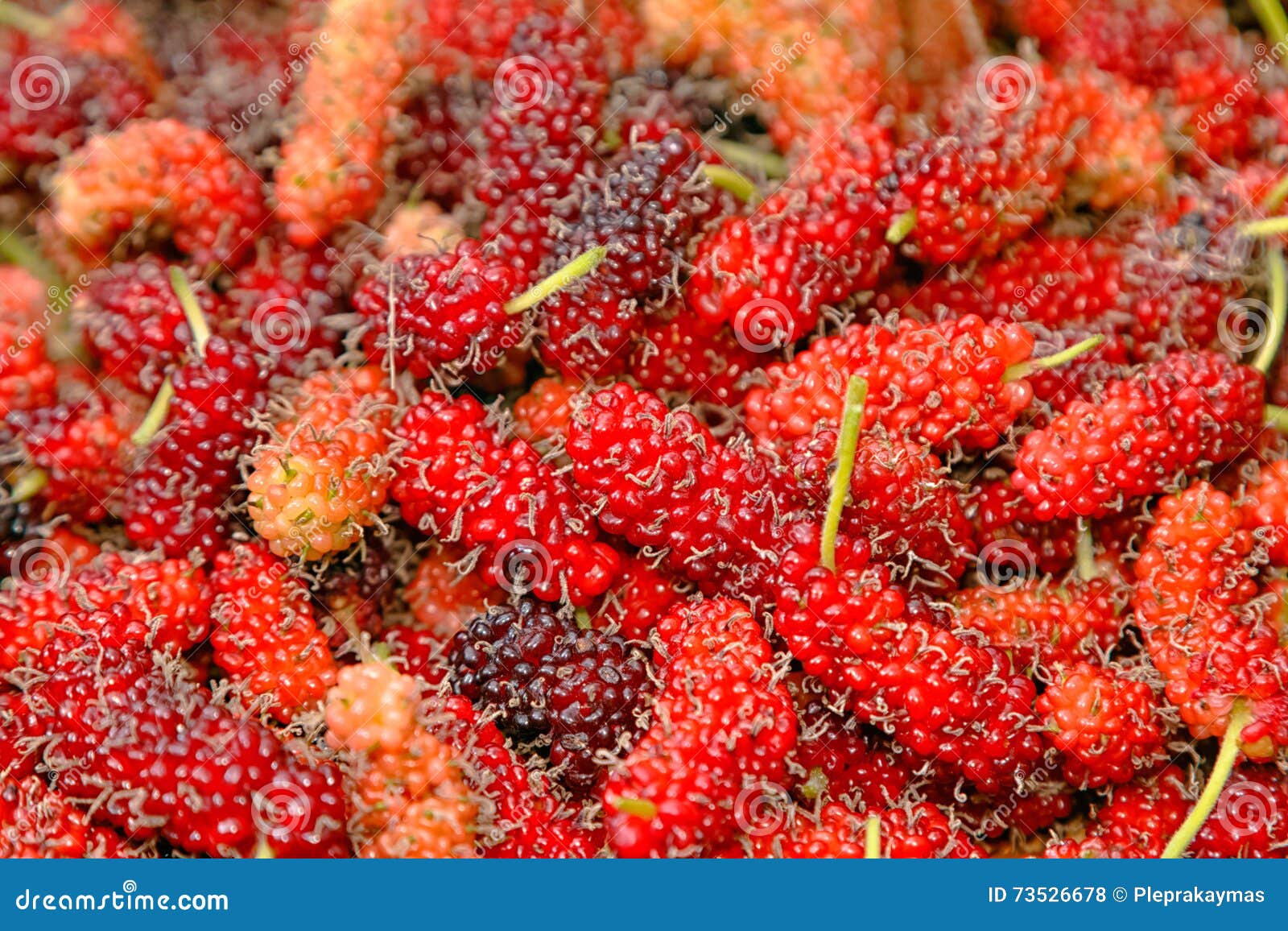 Ripe mulberries fruit stock photo. Image of healthy, agriculture - 73526678