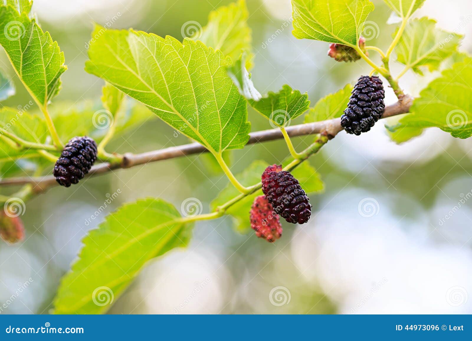 Ripe Mulberries in Green Foliage Stock Photo - Image of foliage ...