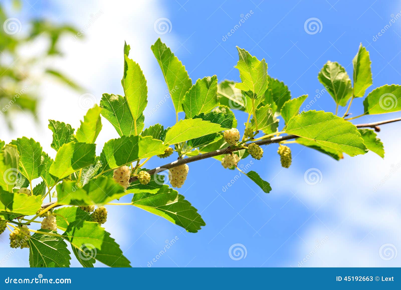 Ripe Mulberries in Green Foliage Stock Image - Image of bushes ...