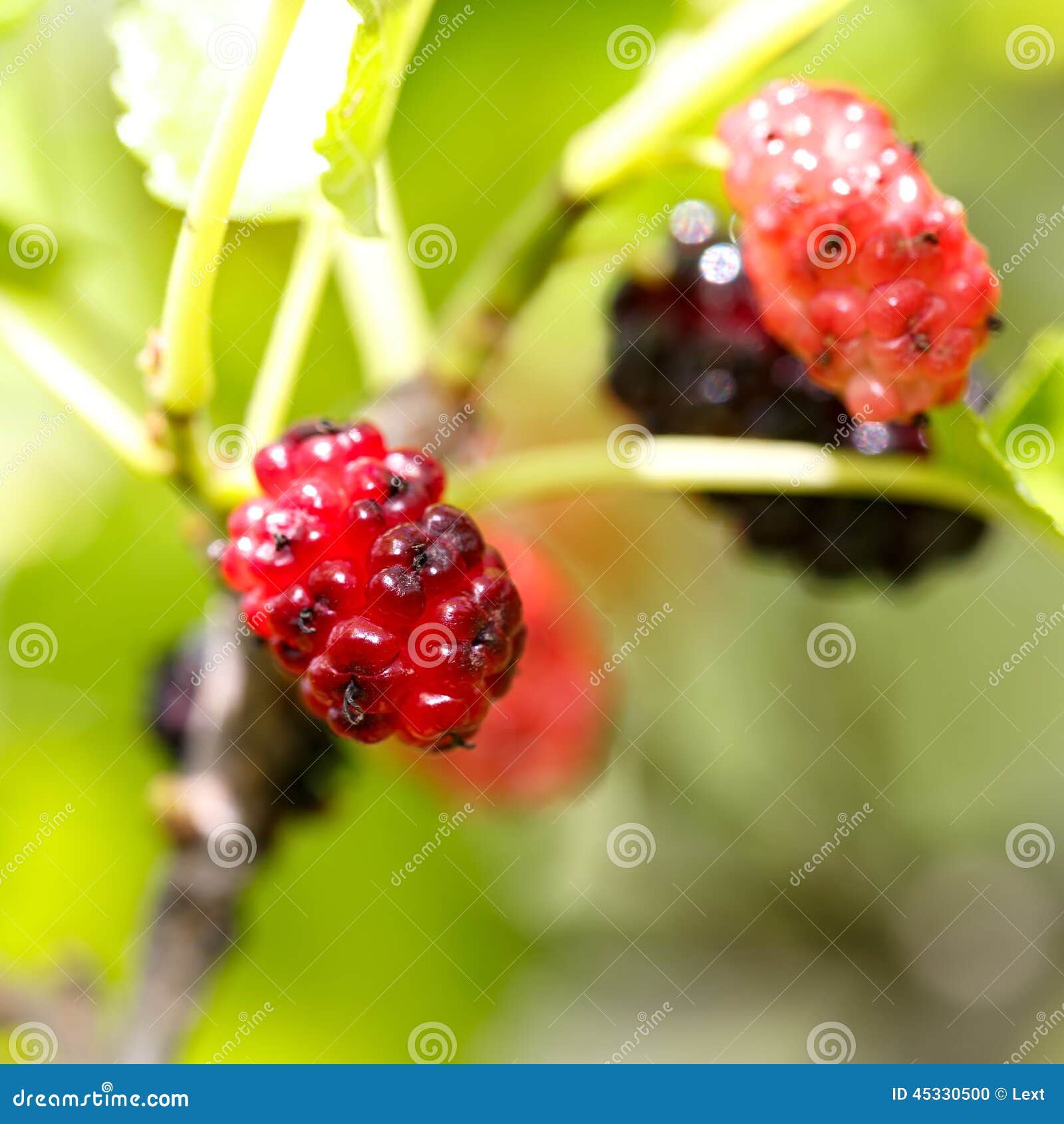 Ripe Mulberries in Green Foliage Stock Photo - Image of agriculture ...