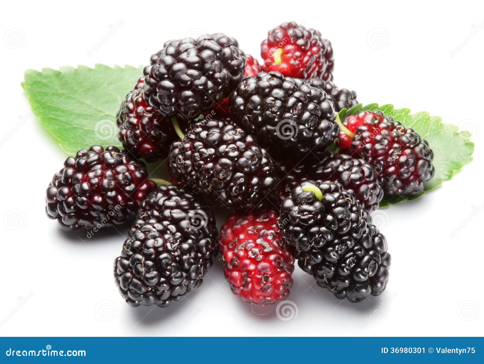 Ripe mulberries. stock image. Image of berries, isolated - 36980301