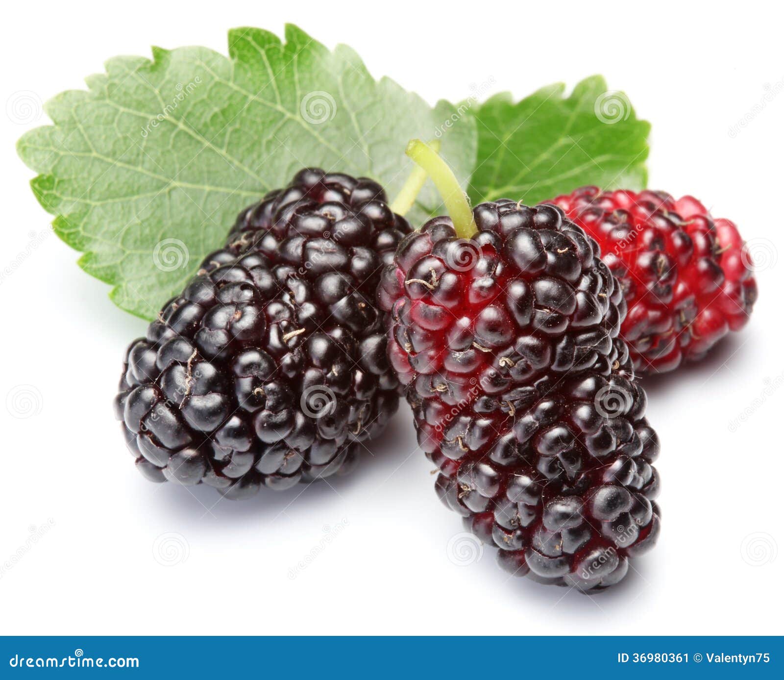 Mulberries Royalty-Free Stock Photo | CartoonDealer.com #39471273