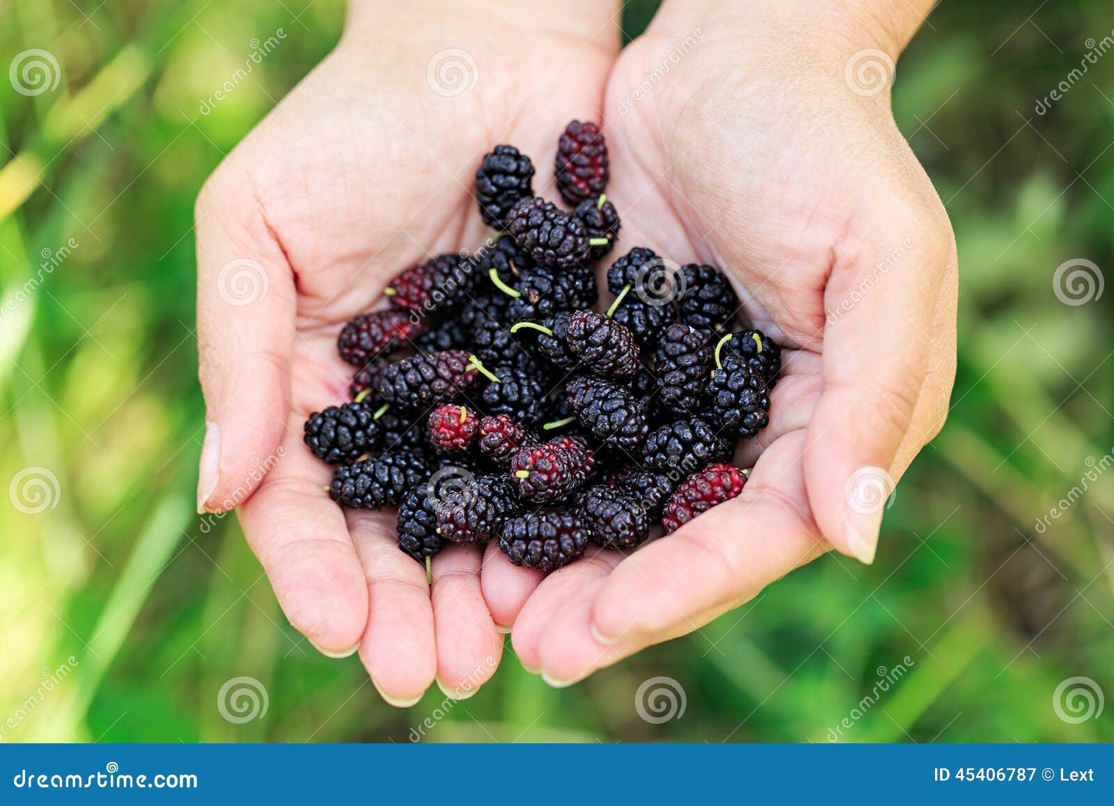 Ripe Mulberries in the Hands Stock Image - Image of ripe, handful: 45406787