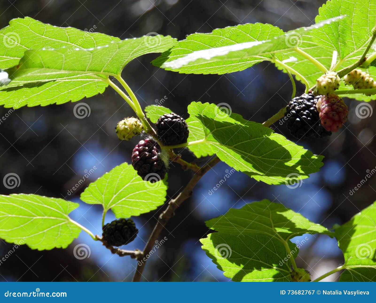 Ripe mulberry stock image. Image of plant, food, berries - 73682767