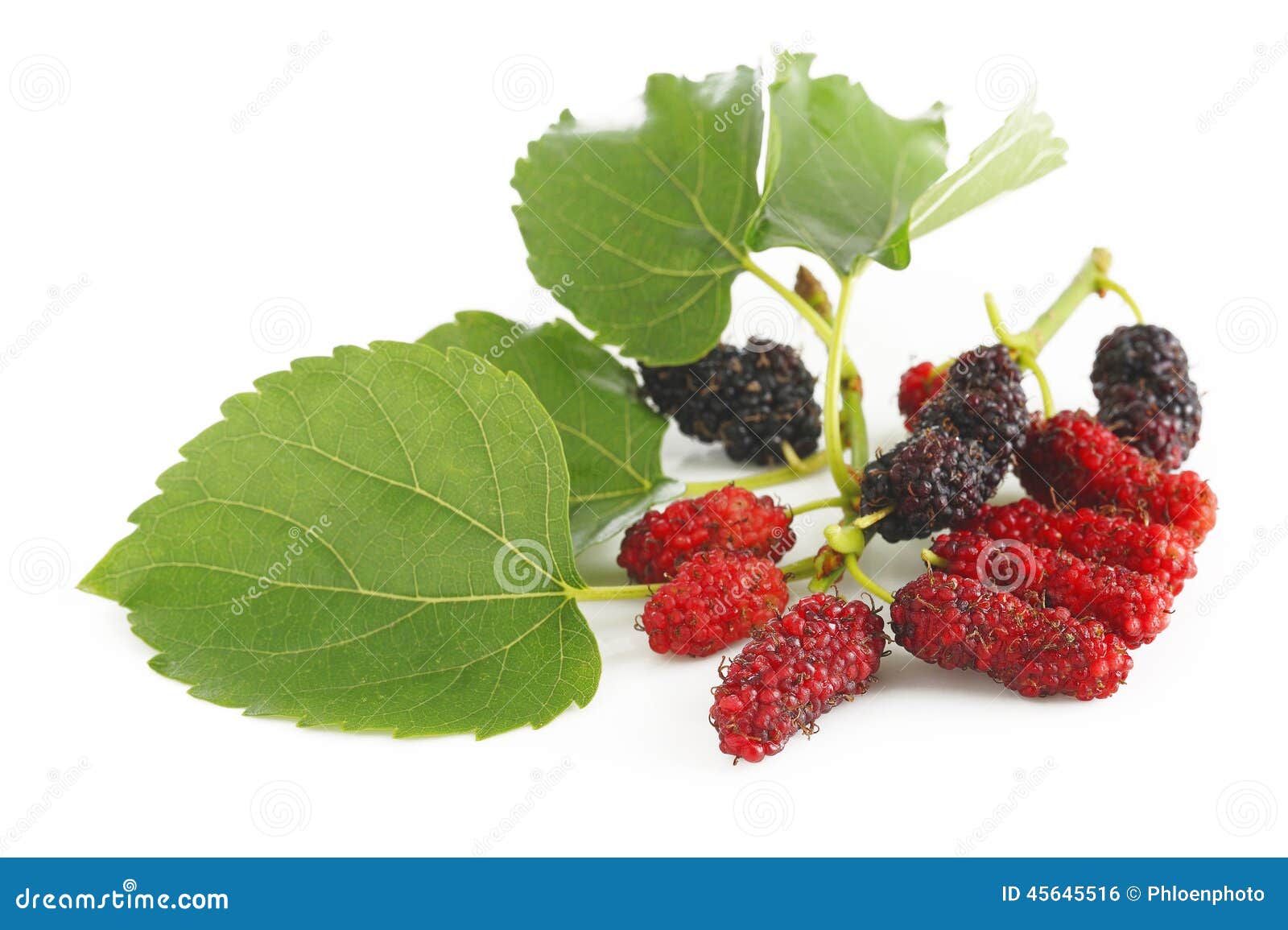 Ripe mulberry berries stock photo. Image of black, ingredient - 45645516