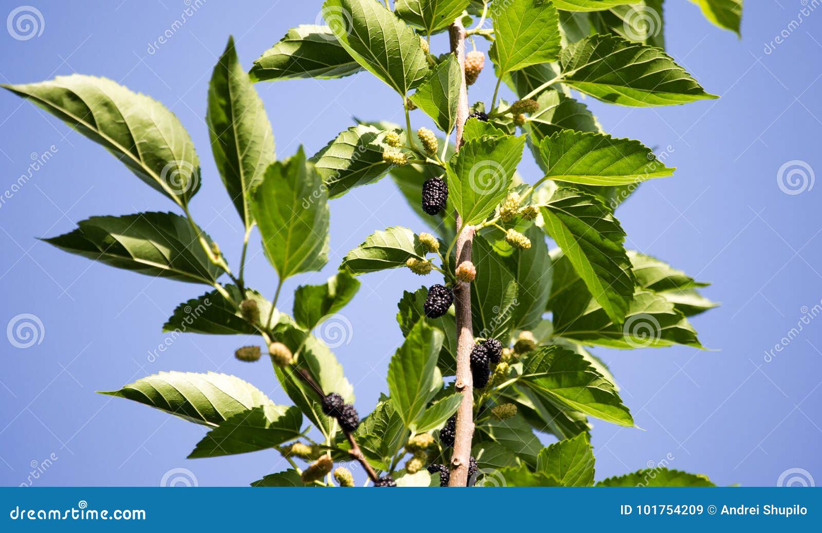 Ripe Mulberry Berry on the Branches of a Tree Stock Image - Image of ...