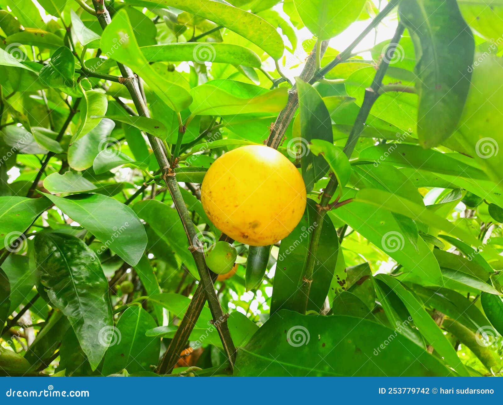 The Ripe Mundu Fruit on the Tree is Ready To Be Picked and Enjoyed ...
