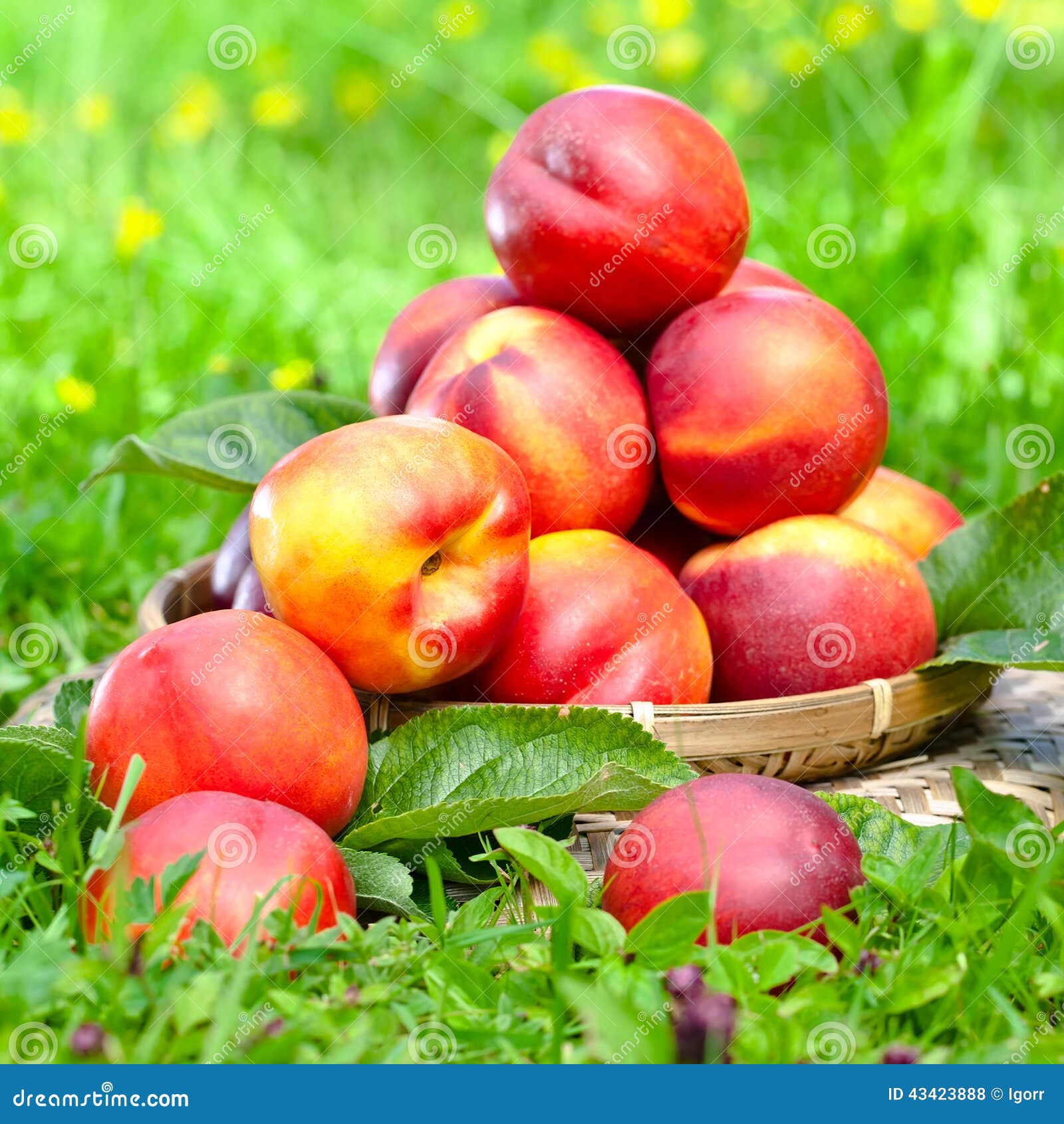 Ripe nectarines stock photo. Image of orange, yellow - 43423888