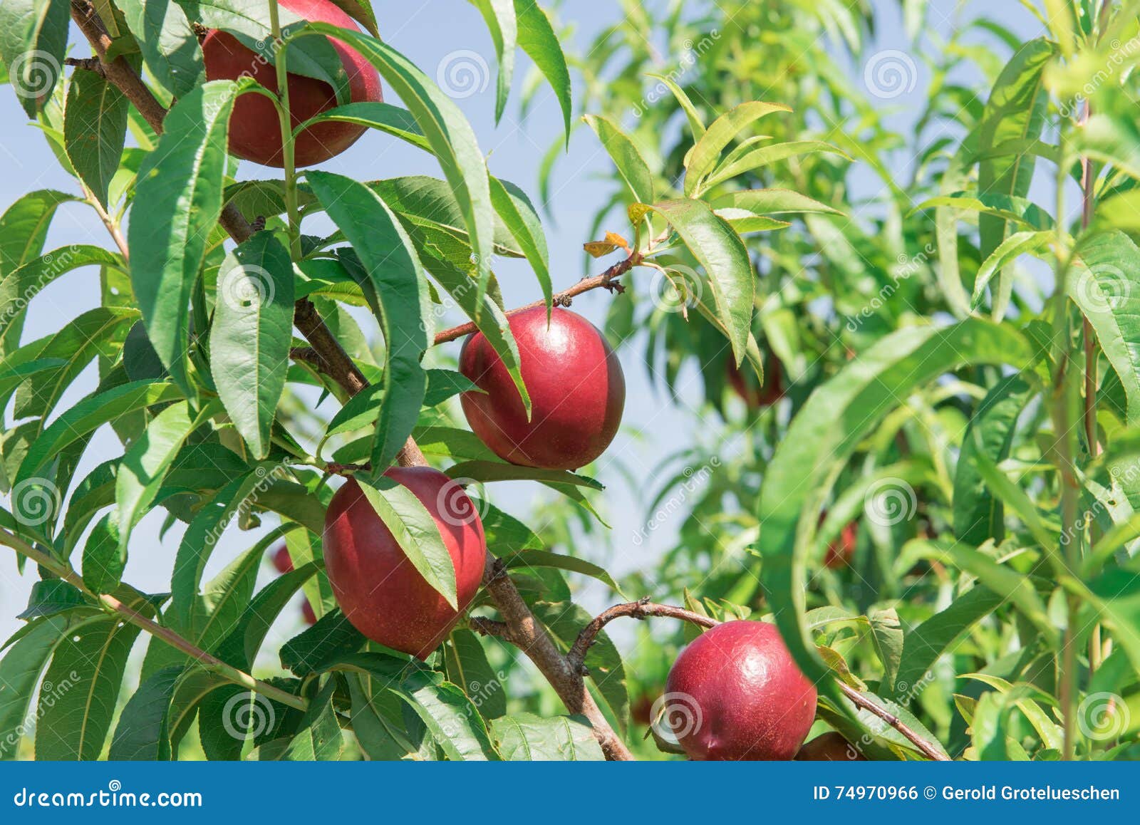 Ripe Nectarines on the Green Branch, Harvest. Stock Photo - Image of ...
