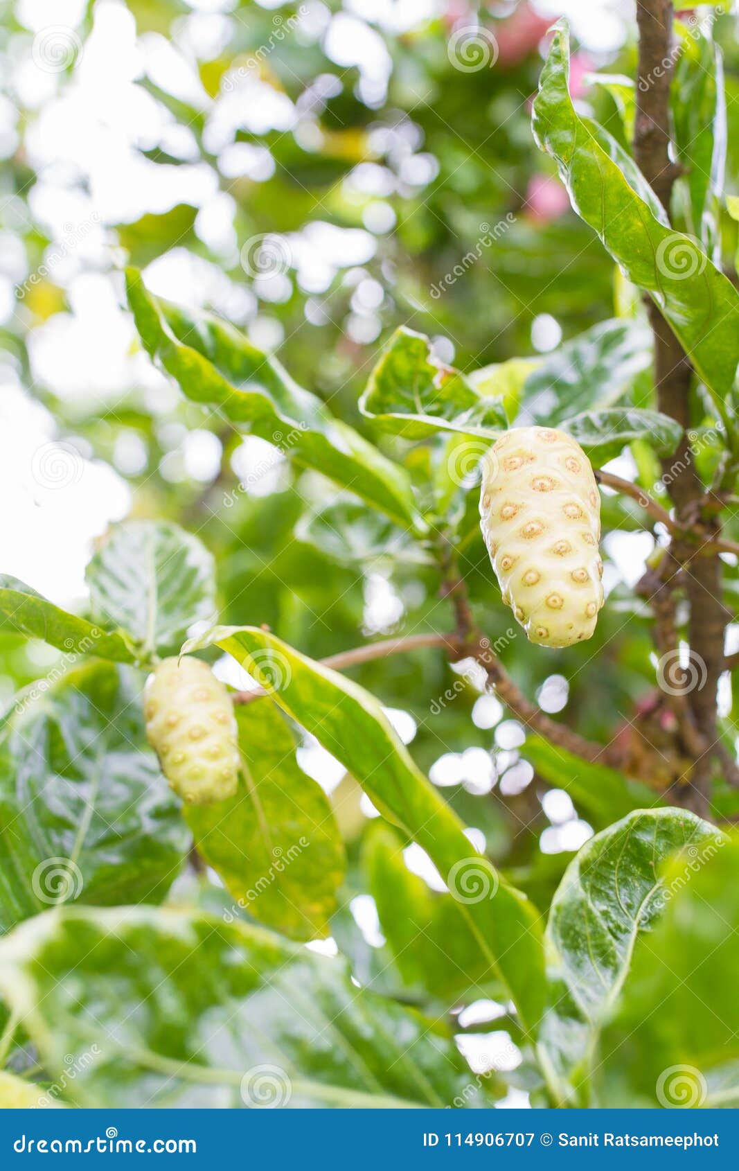 Ripe Noni fruit. stock image. Image of food, citrifolia - 114906707