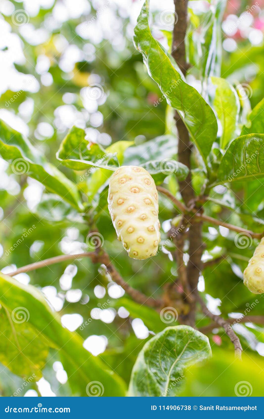 Ripe Noni fruit. stock photo. Image of exotic, natural - 114906738