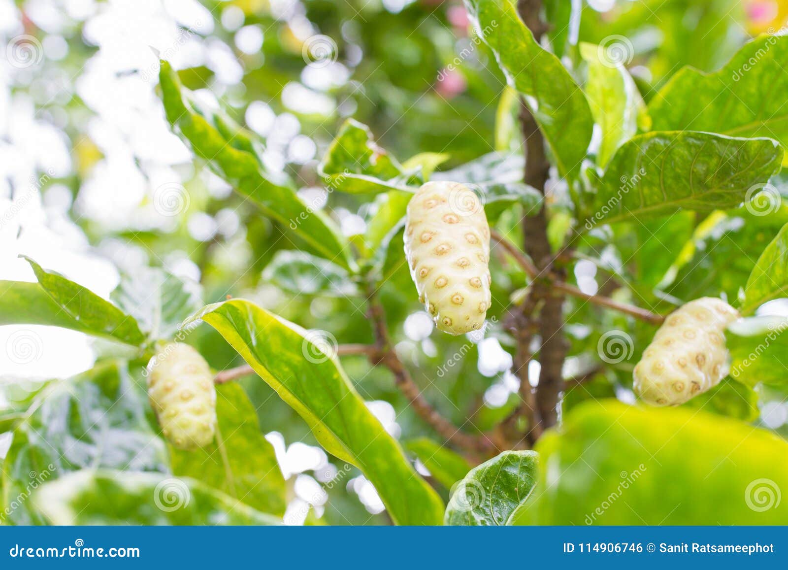 Ripe Noni fruit. stock photo. Image of flora, alternative - 114906746